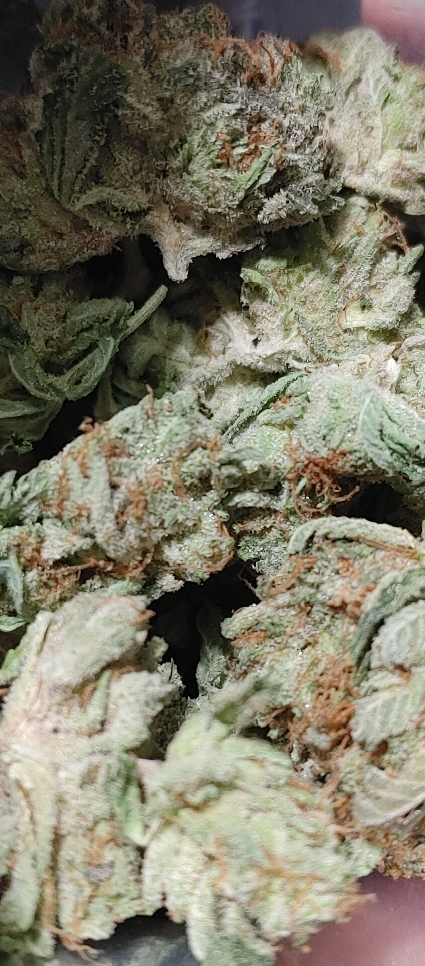 Buy Weed Online | GrassLife | Raspberry Kush (AA+) Indica