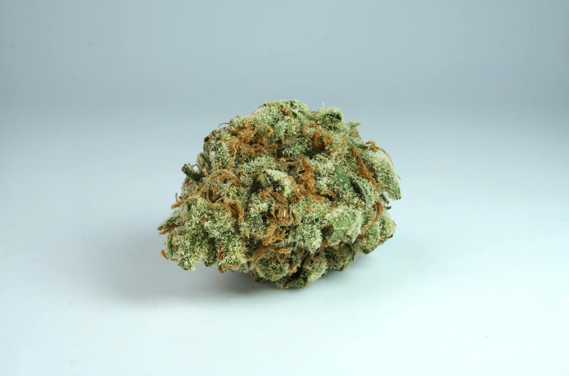 Is Greasy Pink Bubba the Holy Grail Cannabis Strain? Buy Greasy Pink ...